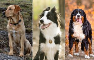 Domestication Of Dogs: From Wolves To Our Canine Companions