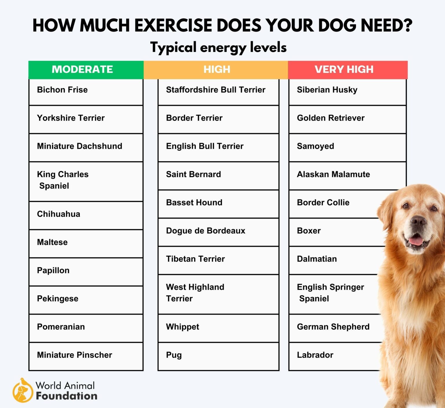 Dog Exercise Calculator How Much Exercise Does My Dog Need Dog Exercise Calculator How Much Exercise Does My Dog Need