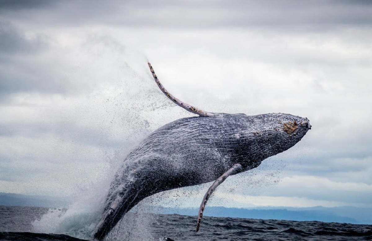 Humpback Whale Facts: Their Habitat, Diet, Size, & Much More