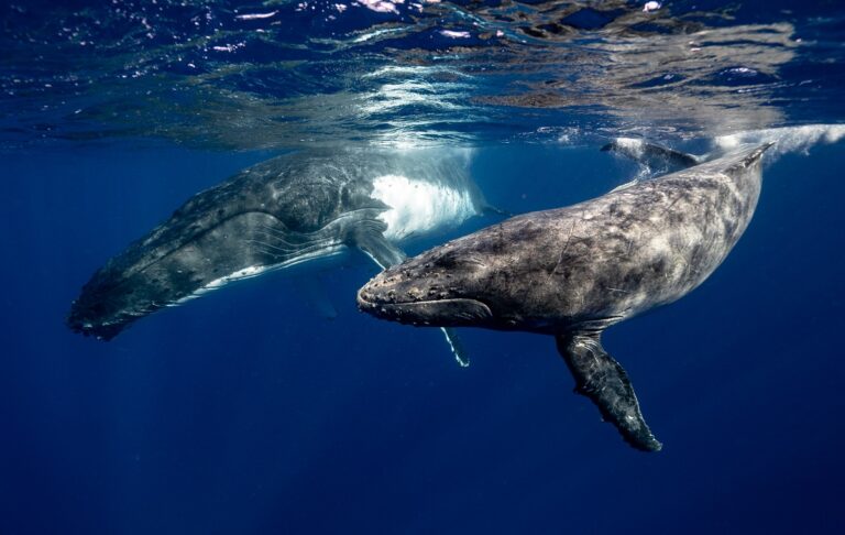 Humpback Whale Facts: Their Habitat, Diet, Size, & Much More