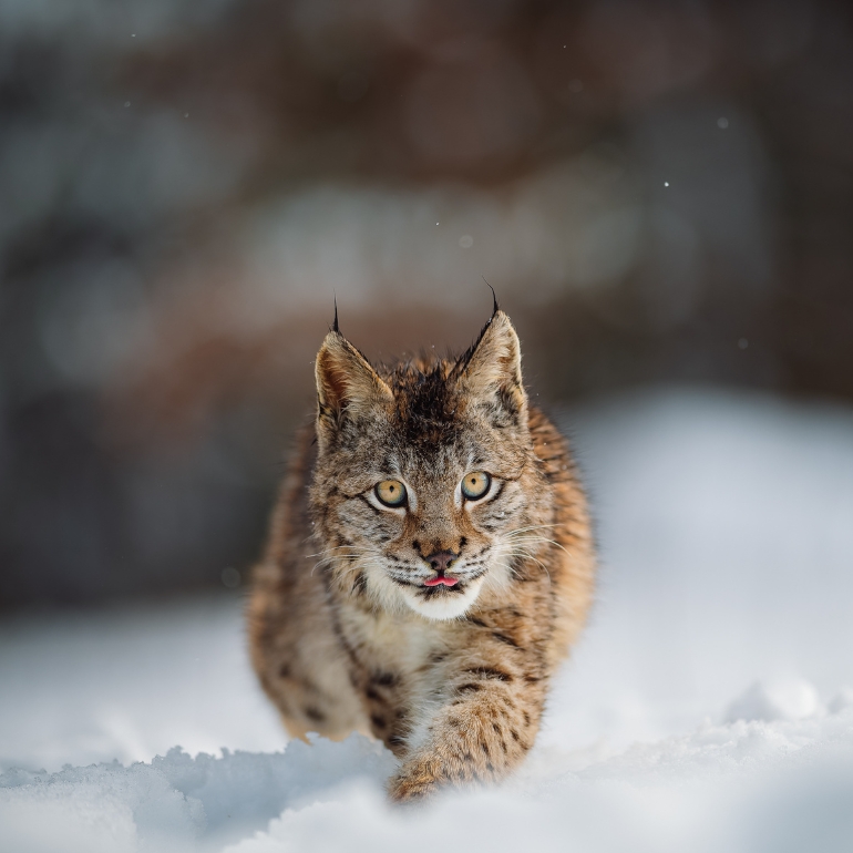 Mythological Creatures Lynx