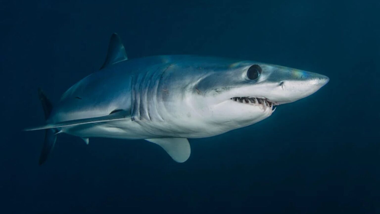 Intriguing Mako Shark Facts Revealed - Fast & Fierce Hunters