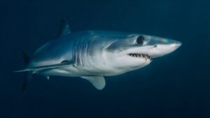 Intriguing Mako Shark Facts Revealed - Fast & Fierce Hunters