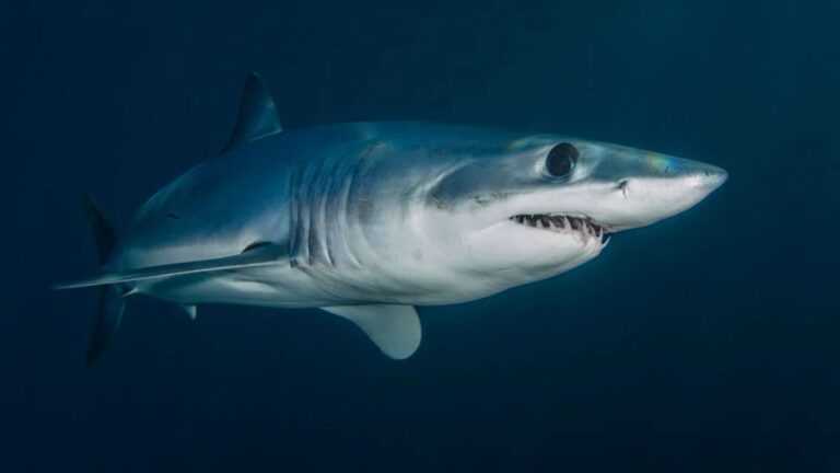 Intriguing Mako Shark Facts Revealed - Fast & Fierce Hunters