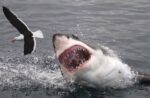 Intriguing Mako Shark Facts Revealed - Fast & Fierce Hunters