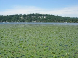 Most Polluted Lakes In The US - An Environmental Concern!!