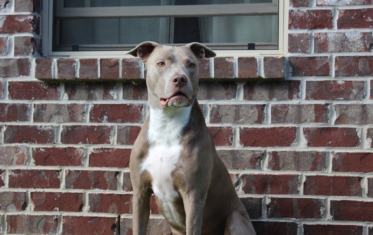 22 Dog Breeds With The Strongest Bite Force