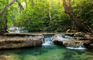 Rainforest Facts: Breathtaking Insights Of Nature’s Treasure