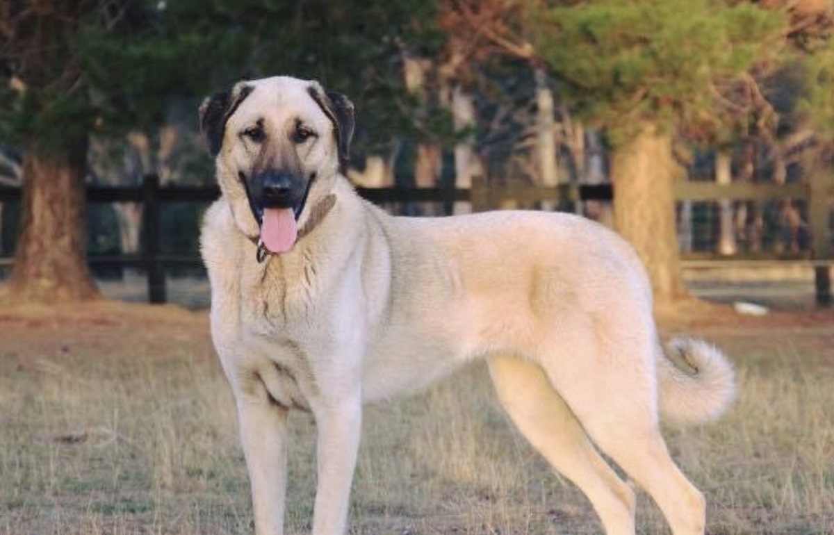 22 Dog Breeds With The Strongest Bite Force 22 Dog Breeds With The Strongest Bite Force