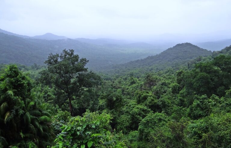 Rainforest Facts: Breathtaking Insights Of Nature’s Treasure