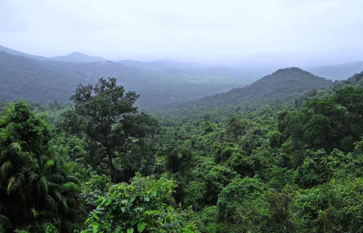 Rainforest Facts: Breathtaking Insights Of Nature’s Treasure