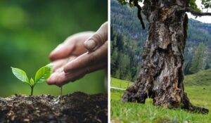Tree Age Calculator - Determine The Lifespan Of Your Trees