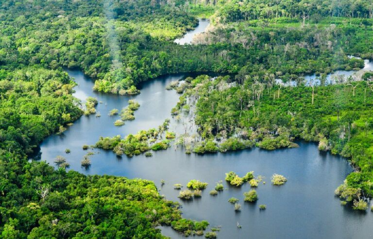 Rainforest Facts: Breathtaking Insights Of Nature’s Treasure