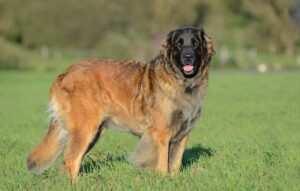 22 Dog Breeds With The Strongest Bite Force