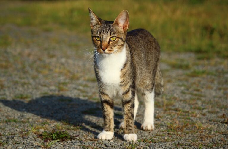 Domestication Of Cats: Unveiling The History Of Our Felines