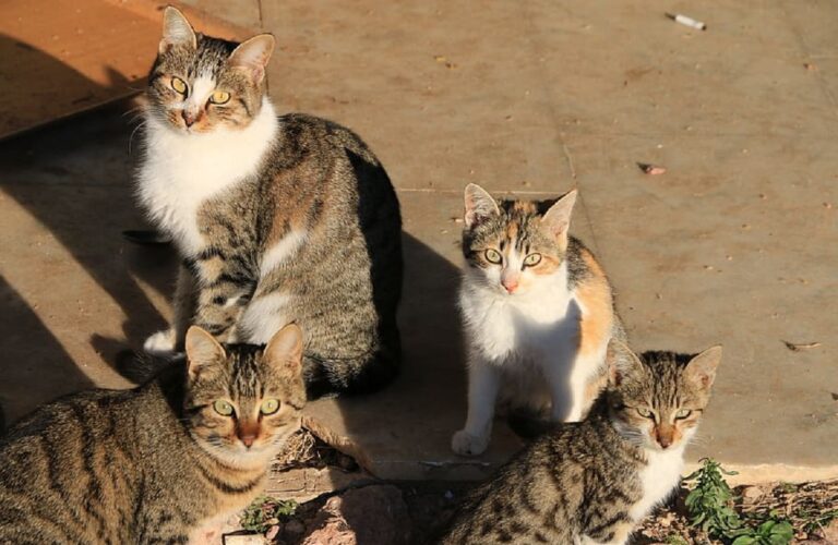 Domestication Of Cats: Unveiling The History Of Our Felines