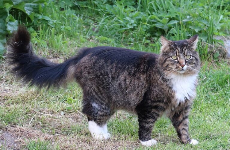 Domestication Of Cats: Unveiling The History Of Our Felines