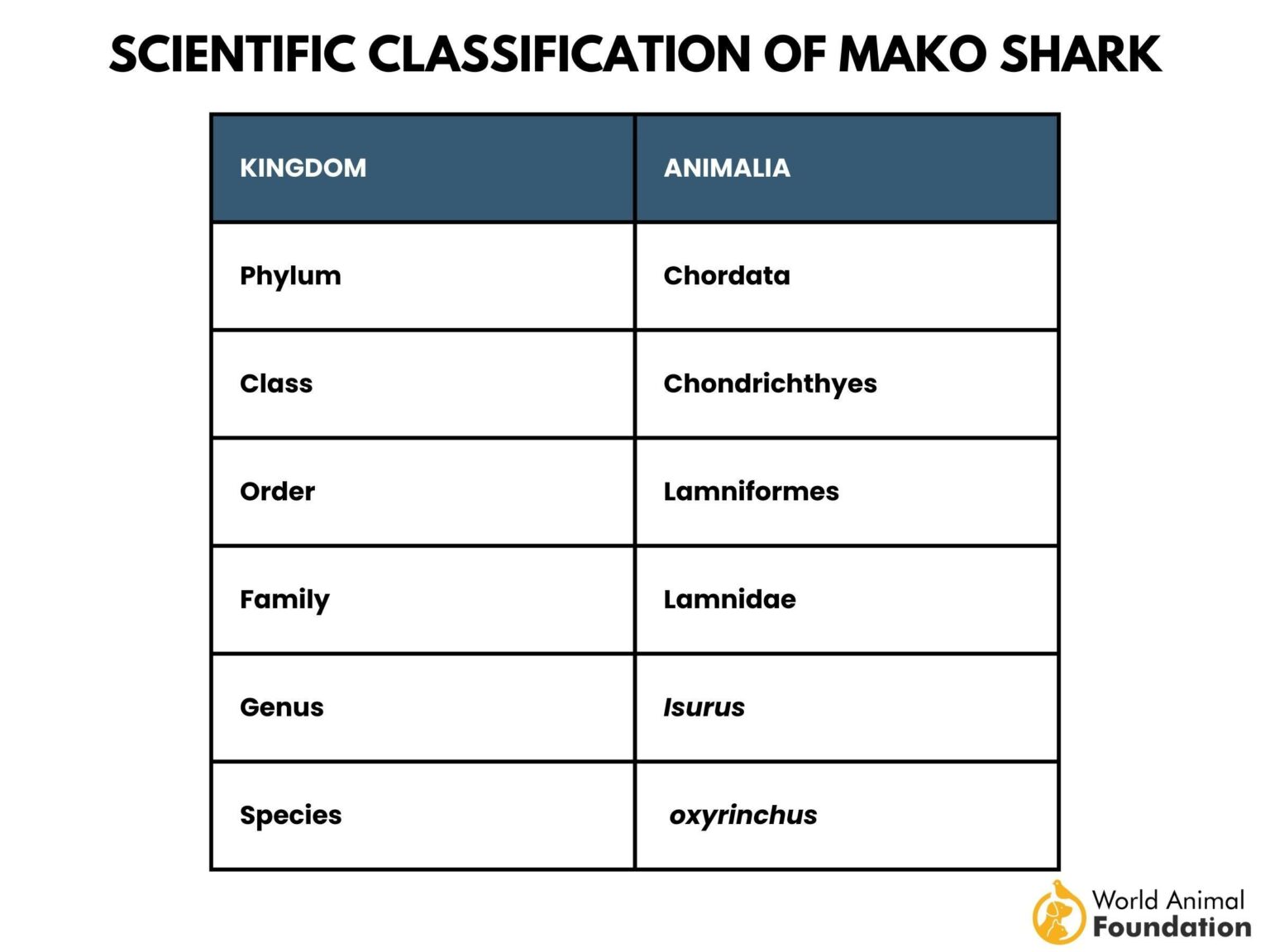Intriguing Mako Shark Facts Revealed - Fast & Fierce Hunters