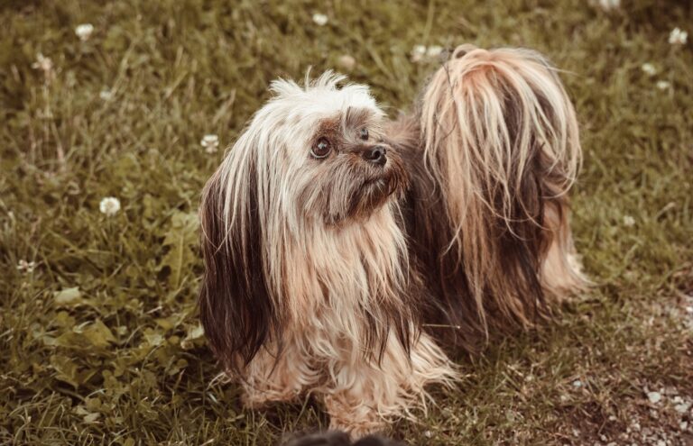 13 Adorable Dumbest Dog Breeds You'll Love: Beyond IQ Scale