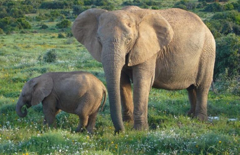Surprising Facts About Elephants You Need To Know In 2024