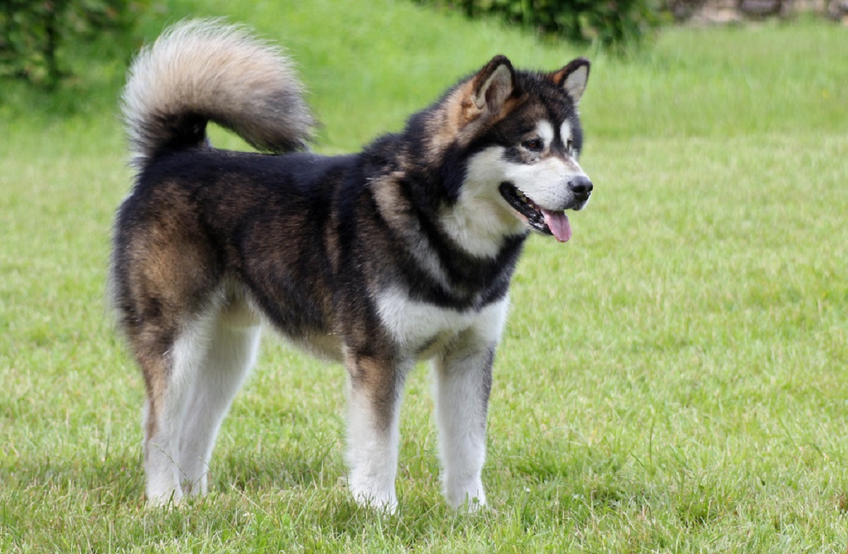 17 Rare And Remarkable Wolf Dogs: Breeds You've Got To Know!