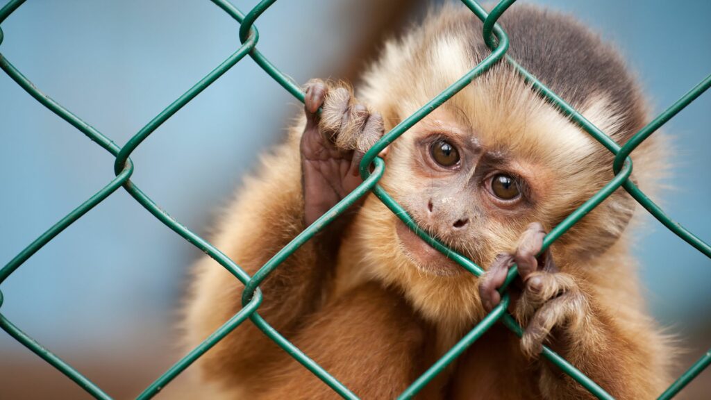 Animal Cruelty Statistics & Animal Abuse Facts 2025