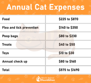 How Much Does A Cat Cost? Guide To Cat's Overall Expenses