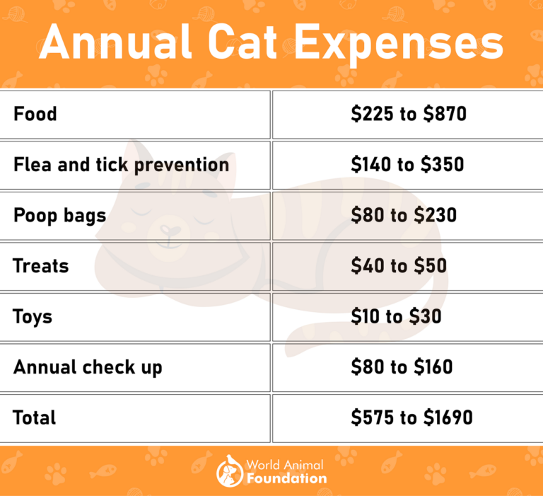 How Much Does A Cat Cost? Guide To Cat's Overall Expenses