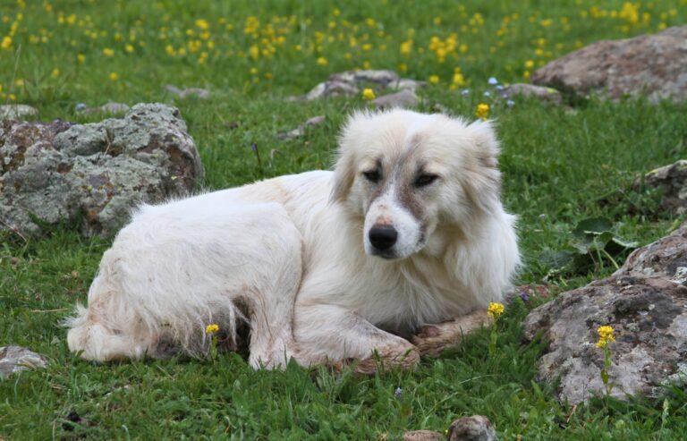 Top 19 Livestock Guardian Breeds - Nature's True Protectors!