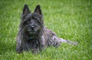 13 Best Brindle Dog Breeds