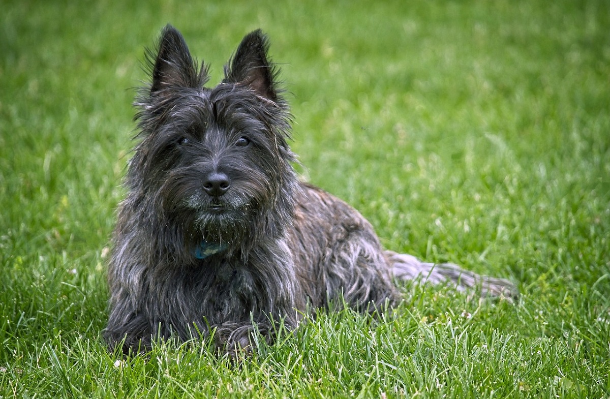 13 Best Brindle Dog Breeds