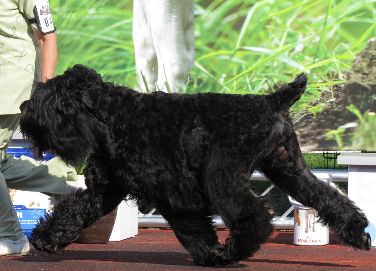 15 Most Expensive Dog Breeds In 2024: Doggy A-List