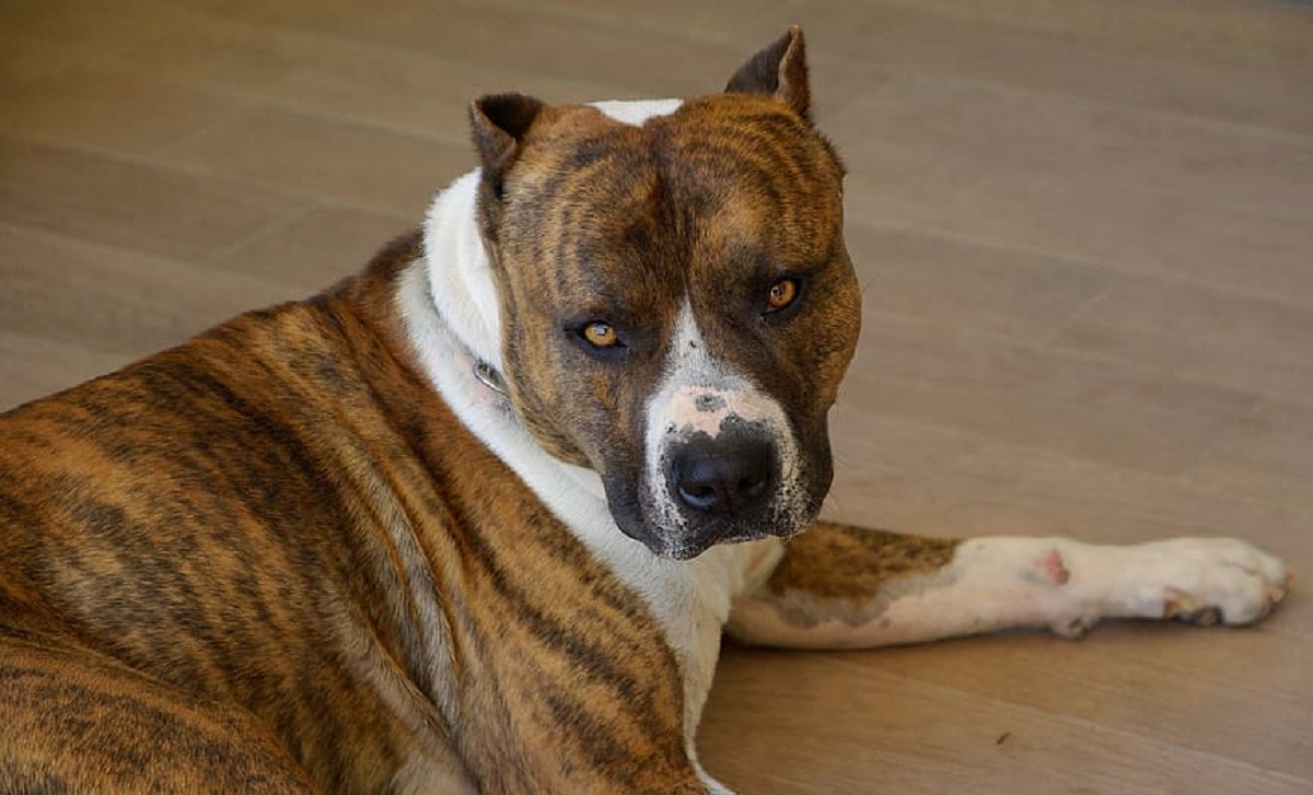 13 Best Brindle Dog Breeds