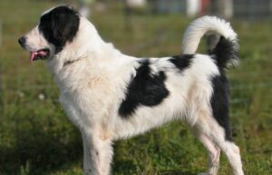 Top 19 Livestock Guardian Breeds - Nature's True Protectors!
