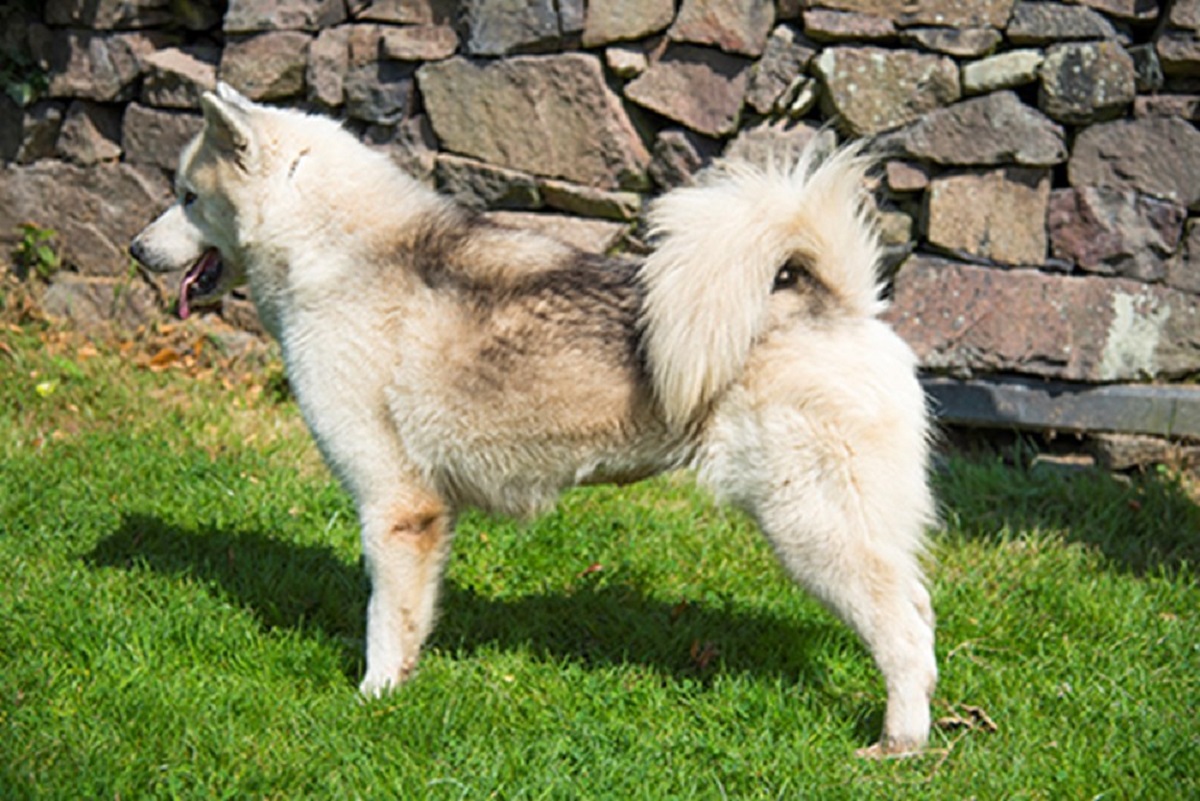 17 Rare And Remarkable Wolf Dogs: Breeds You've Got To Know!