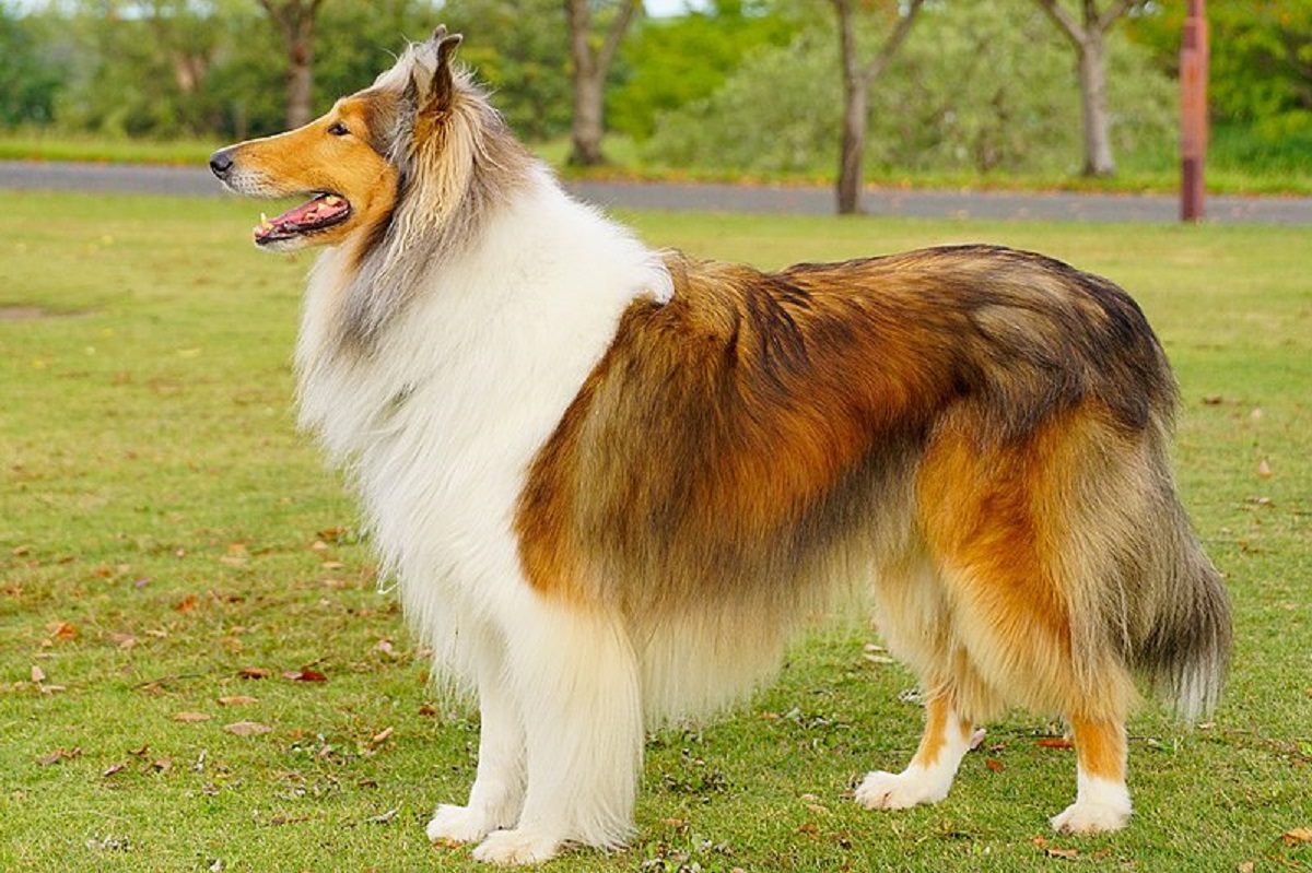 19 Smartest Dog Breeds That Will Amaze With Their Intellect