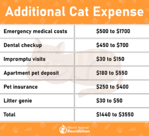How Much Does A Cat Cost? Guide To Cat's Overall Expenses