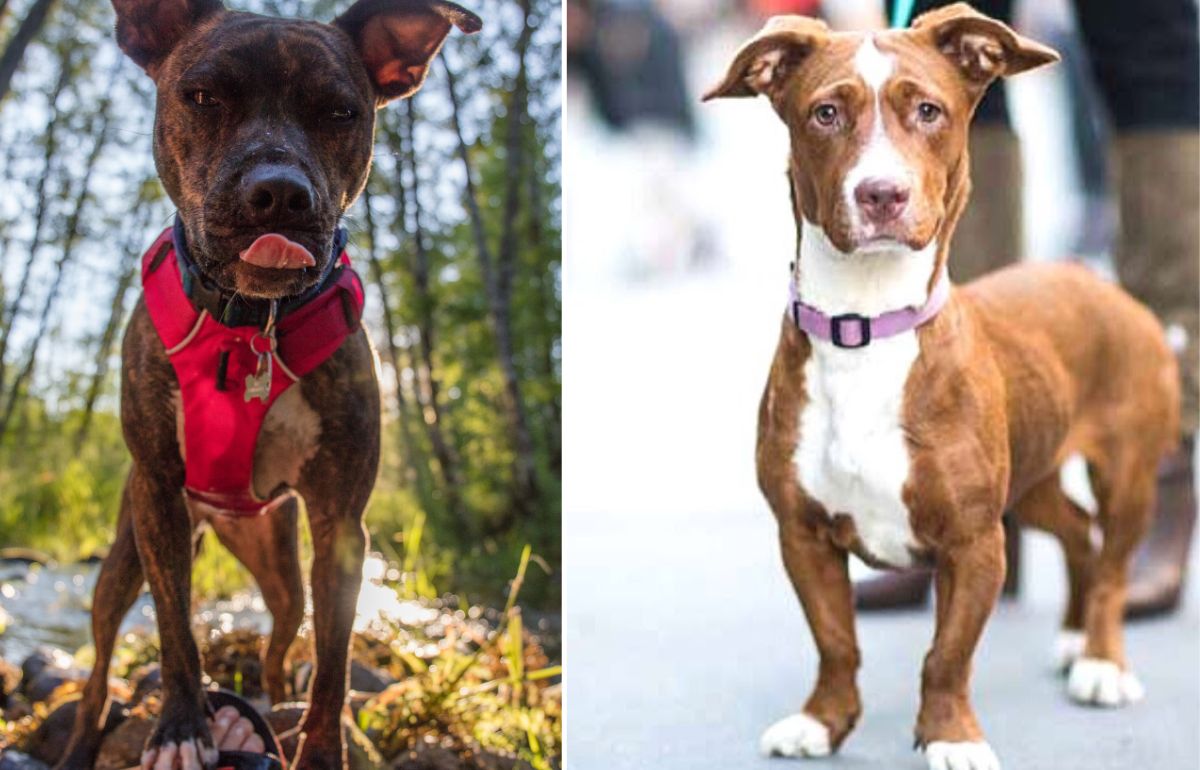 29 Pitbull Mixed Breeds (With Pictures)