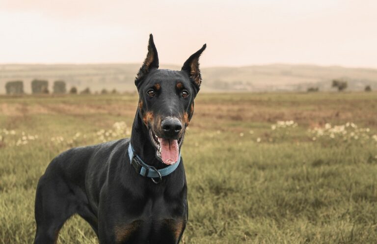 28 Black Dog Breeds That'll Steal Your Heart With Every Bark