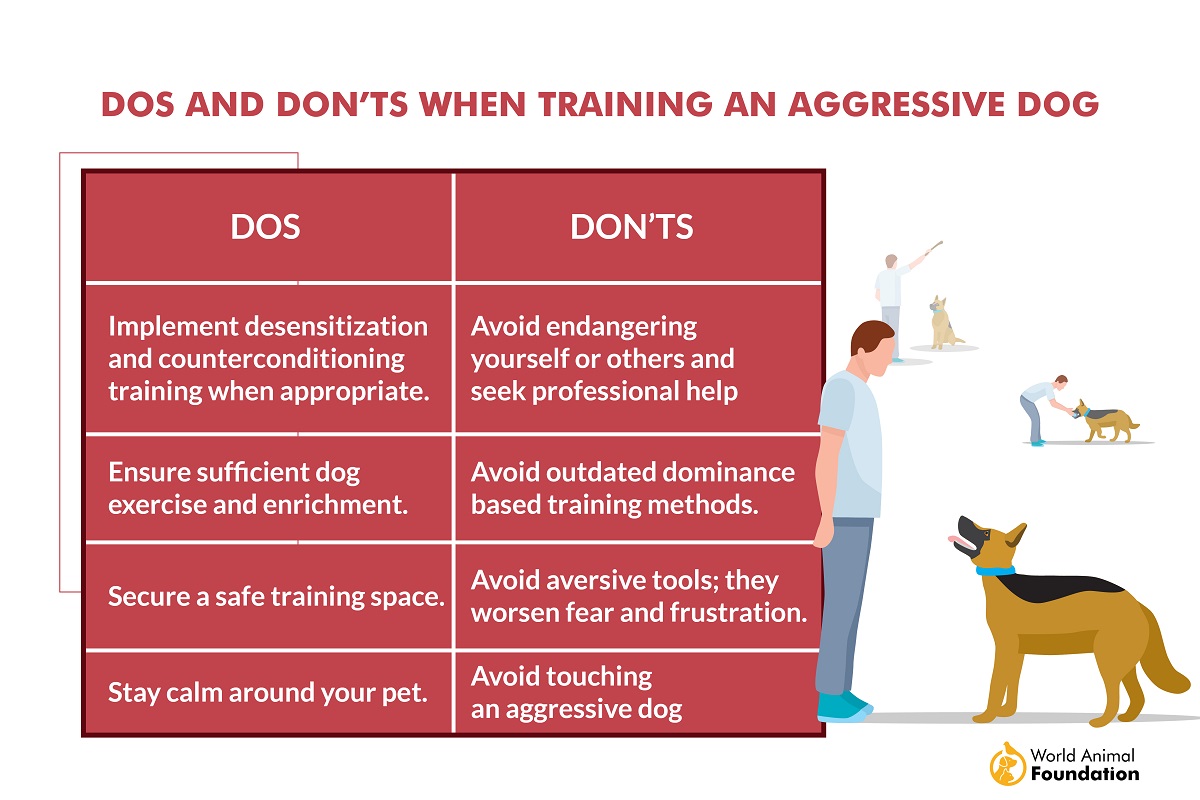 How To Train An Aggressive Dog: Don’t Quit Before Reading It