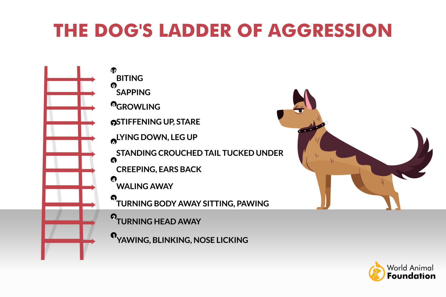 How To Train An Aggressive Dog: Don’t Quit Before Reading It