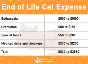 How Much Does A Cat Cost? Guide To Cat's Overall Expenses