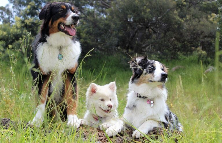 Surprising Facts About Dogs Every Canine Lover Must Know!!