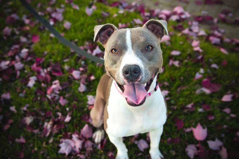 400 Pit Bull Names: From Strong To Sweet, We've Got Them All