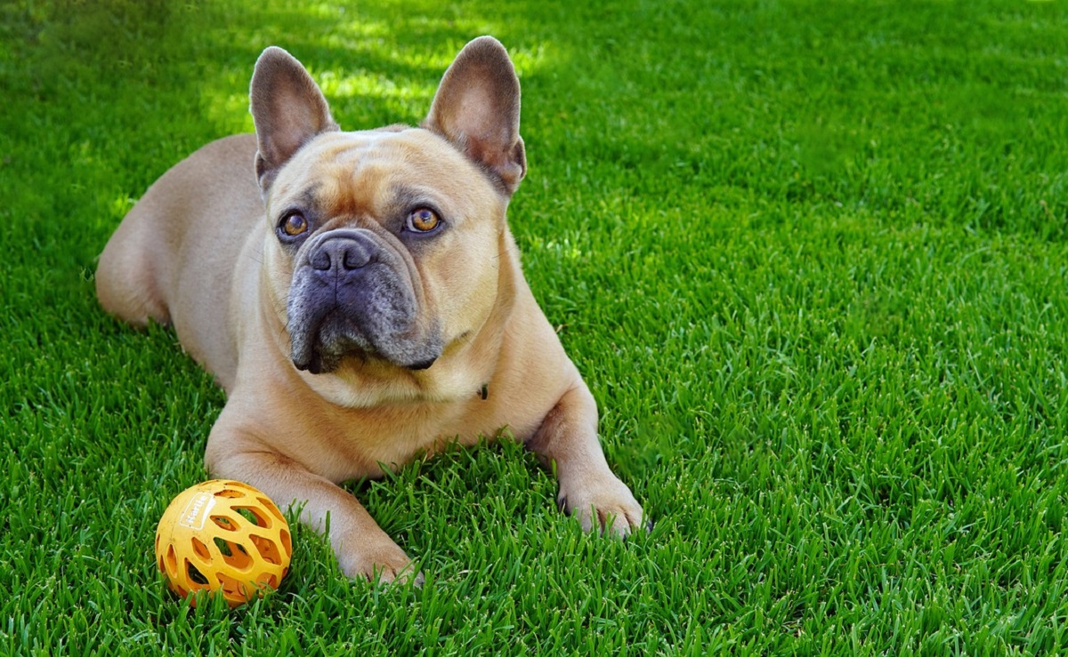 The Magic Of Cute Dog Breeds That Bring Pure Joy To Our Lives