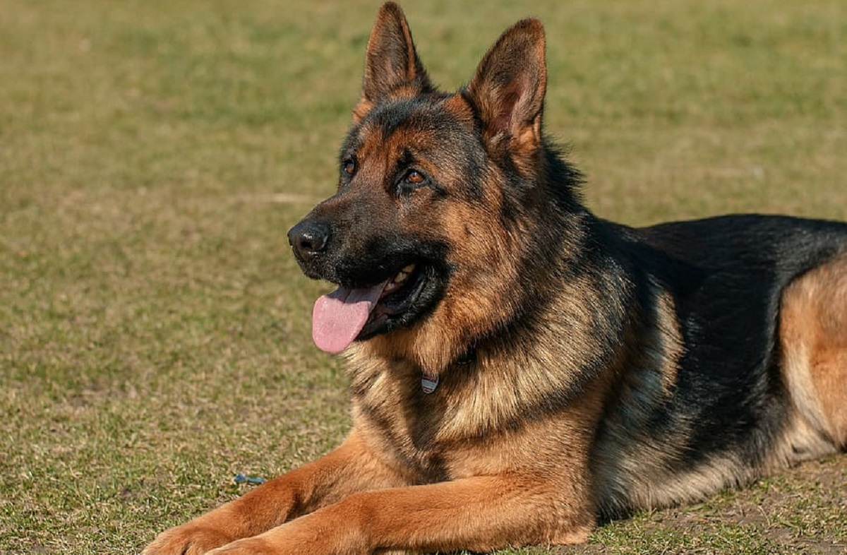 17 Rare And Remarkable Wolf Dogs: Breeds You've Got To Know!