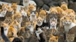How Many Cats Are In The World In 2025? Stats & Facts