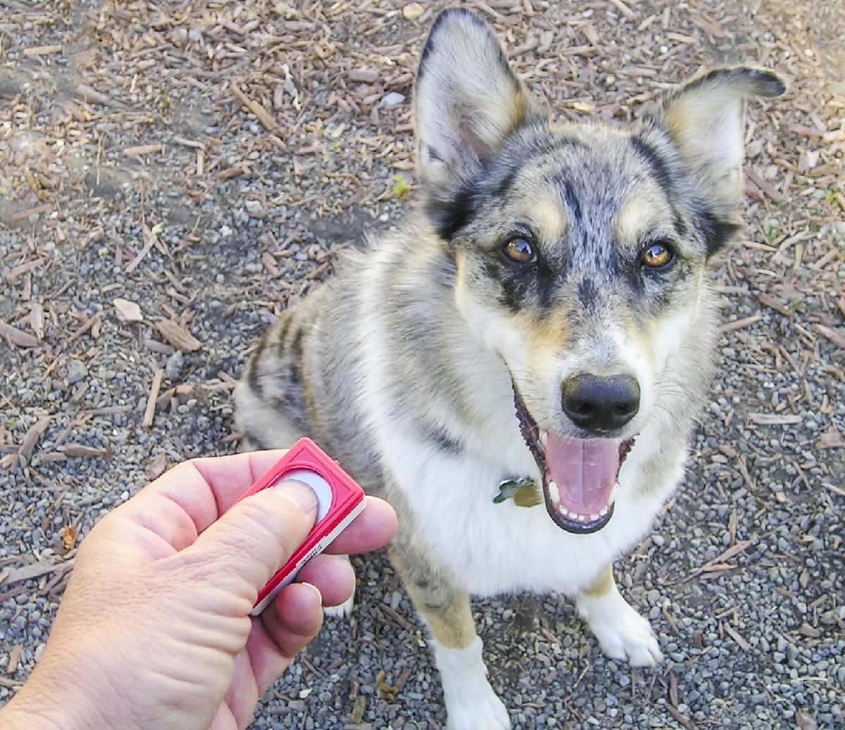 How To Clicker Train A Dog: Step-by-Step Guide For K9 Owners