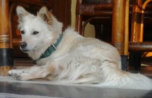 19 Asian Dog Breeds - Celebrating Canine Treasures Of The East