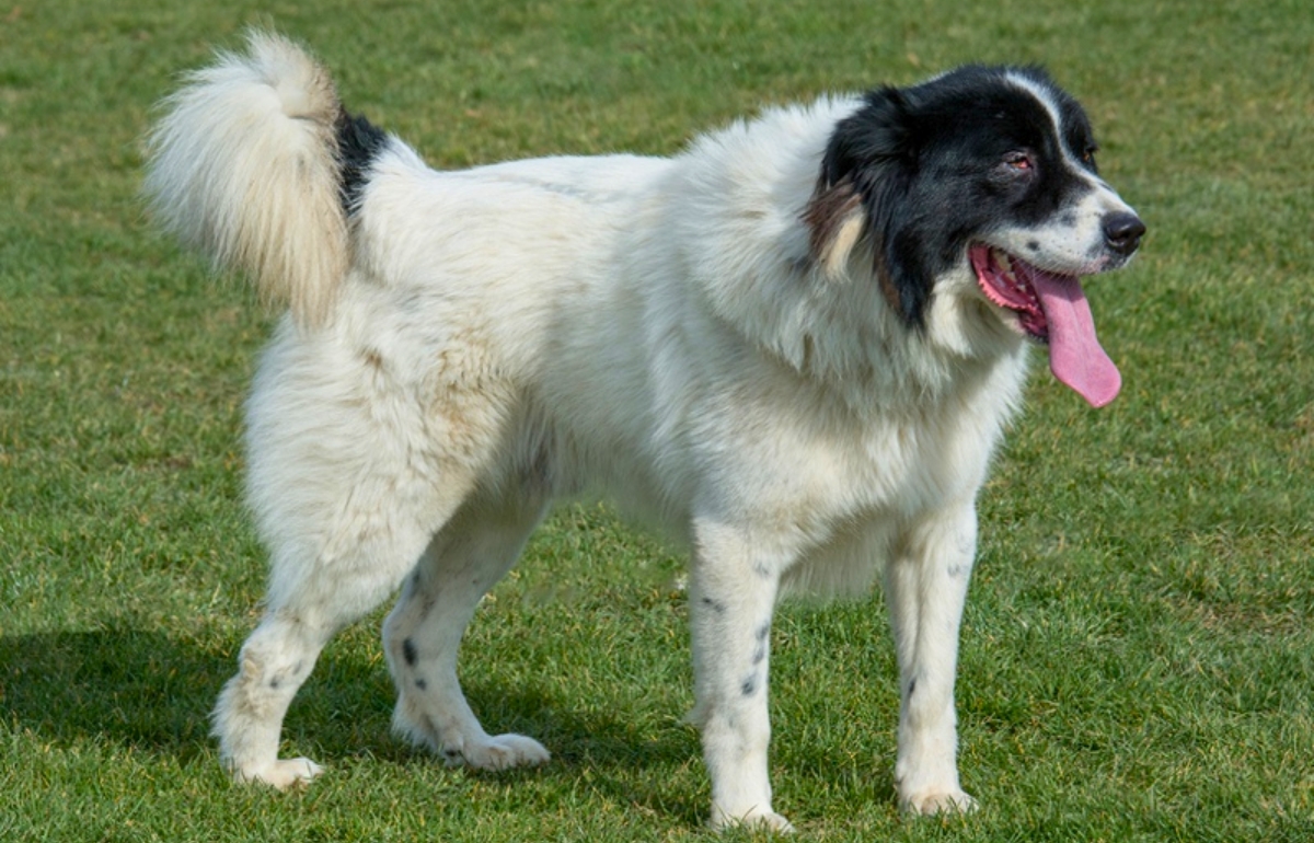 Top 19 Livestock Guardian Breeds - Nature's True Protectors!